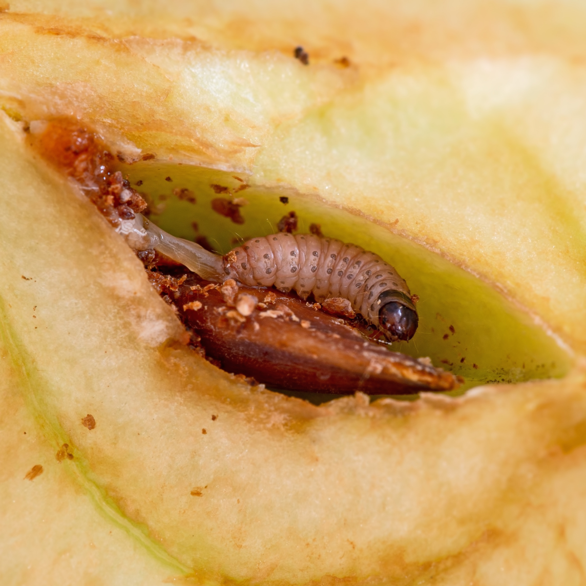 Cydia pomonella - Probodelt